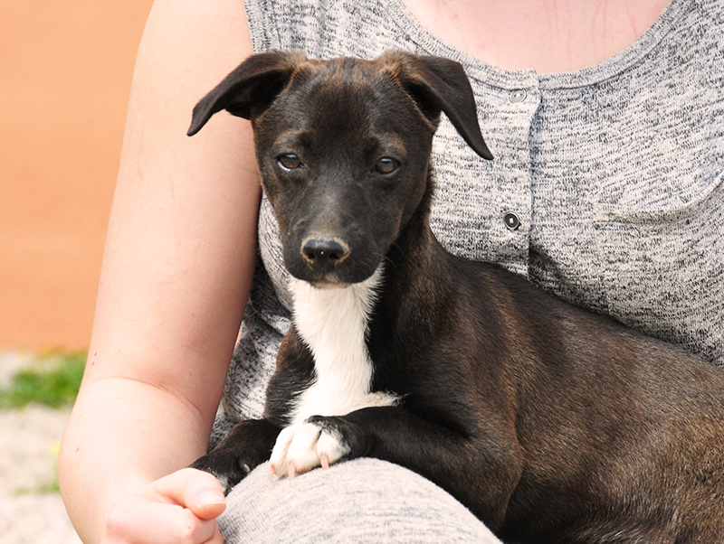 Mallorca Tierrettung