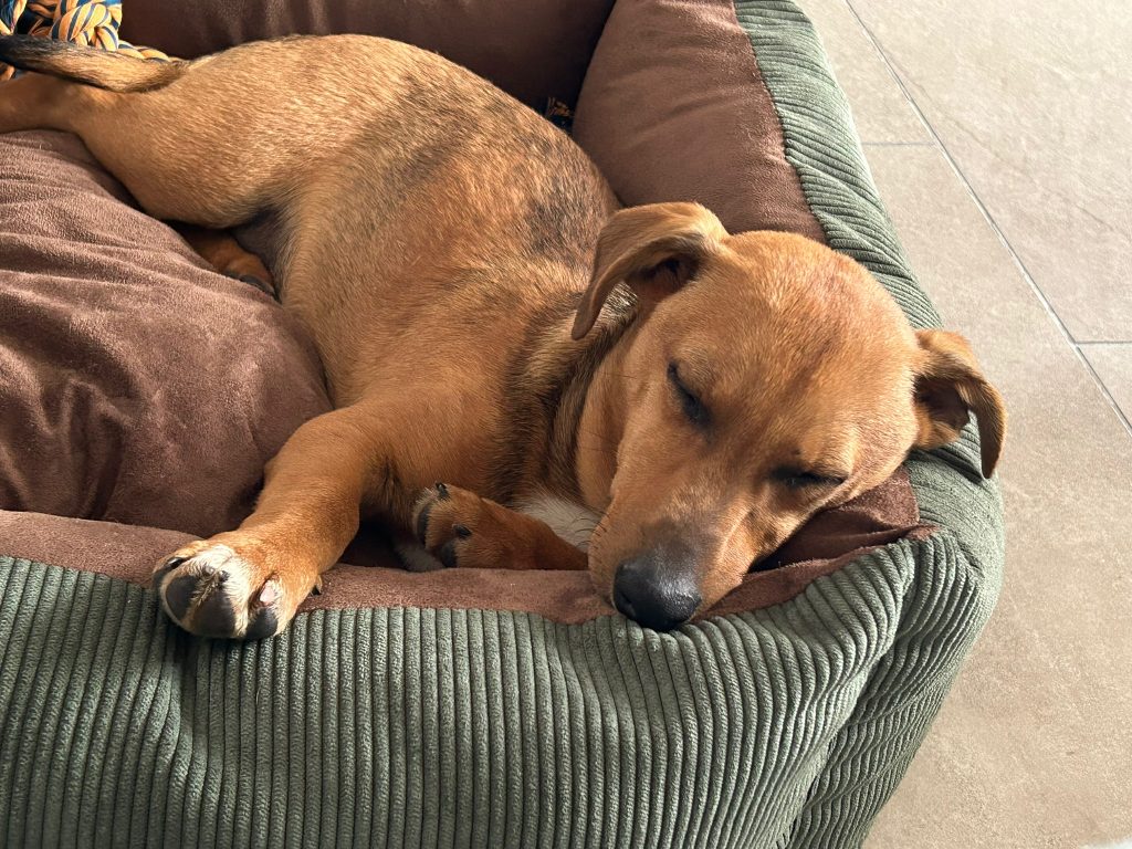 Mallorca Tierrettung