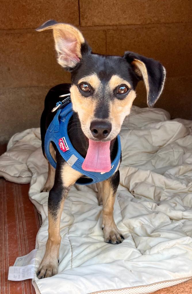 Mallorca Tierrettung