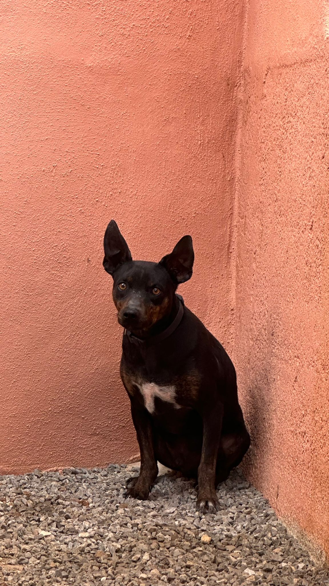 Mallorca Tierrettung