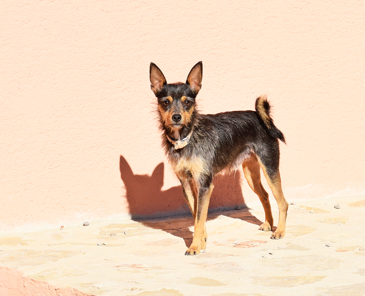 Mallorca Tierrettung