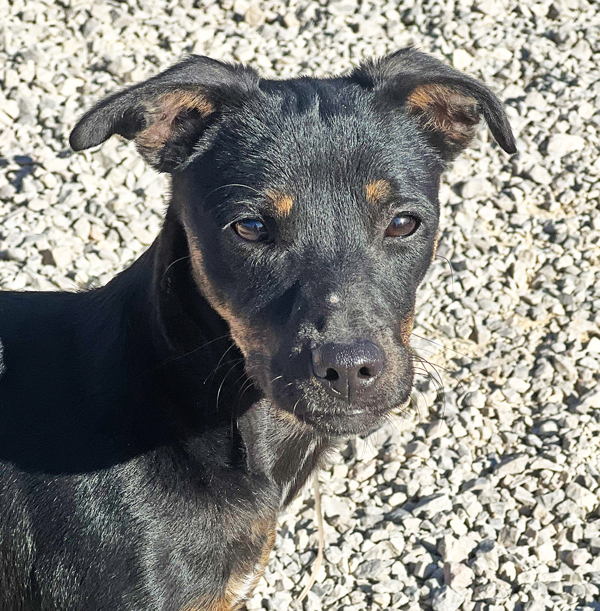 Mallorca Tierrettung