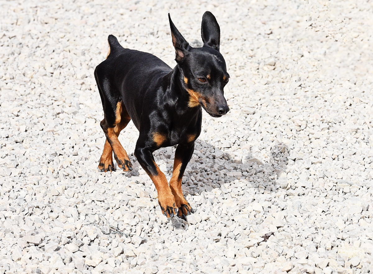 Mallorca Tierrettung